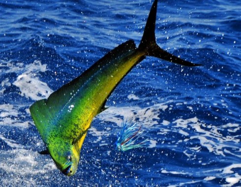 mahi wallpaper,fish,mahi mahi,fish,marine biology,bony fish (#166901 ...