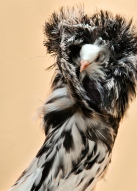 kabootar hd wallpaper,bird,vertebrate,beak,rock dove,pigeons and doves ...