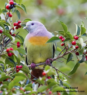 Free Tota Wallpaper, Tota Wallpaper Download - WallpaperUse - 1