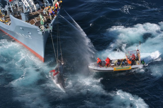 greenpeace wallpaper,vehicle,boat,water transportation,geological ...