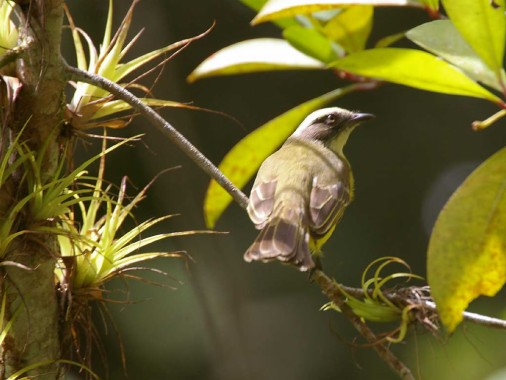 Free Next Bird Wallpaper, Next Bird Wallpaper Download - WallpaperUse - 1