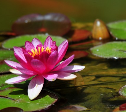 carta da parati samsung j5 2016,fragrante ninfea bianca,pianta ...