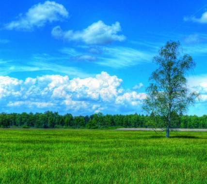 wallpaper rumput,sky,natural landscape,grassland,nature,green (#653714 ...